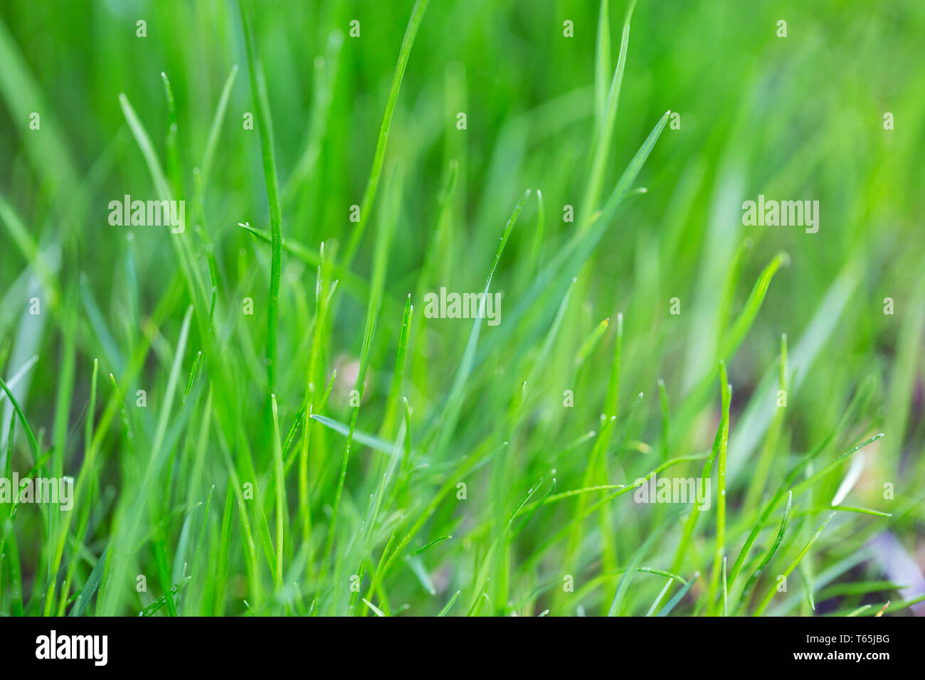 Closeup and nature photography hi-res stock photography and images - Alamy