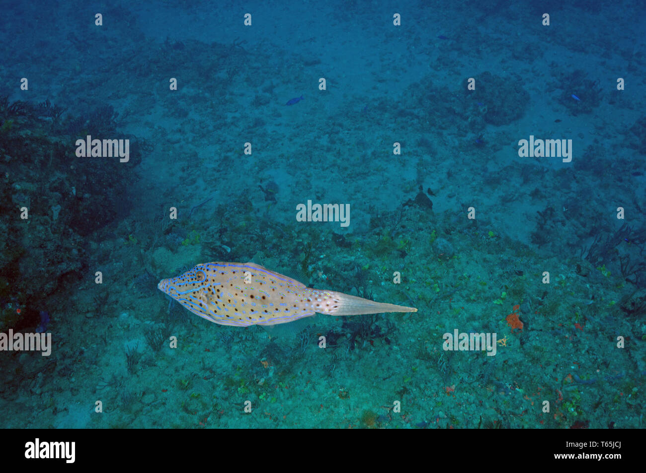 Wildlife photography issue hi-res stock photography and images - Alamy