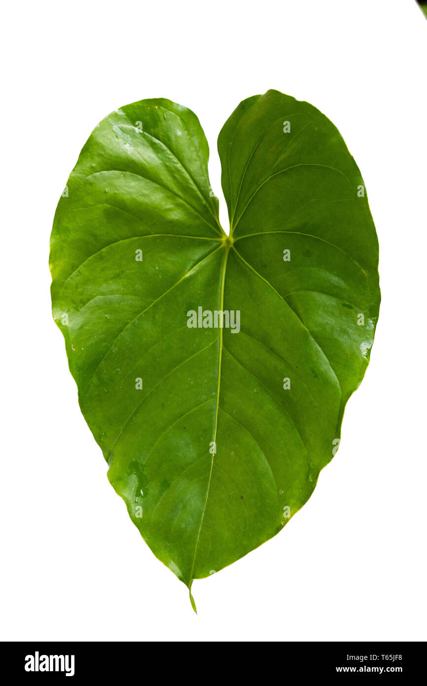 heart shape leaf isolated over white Stock Photo - Alamy