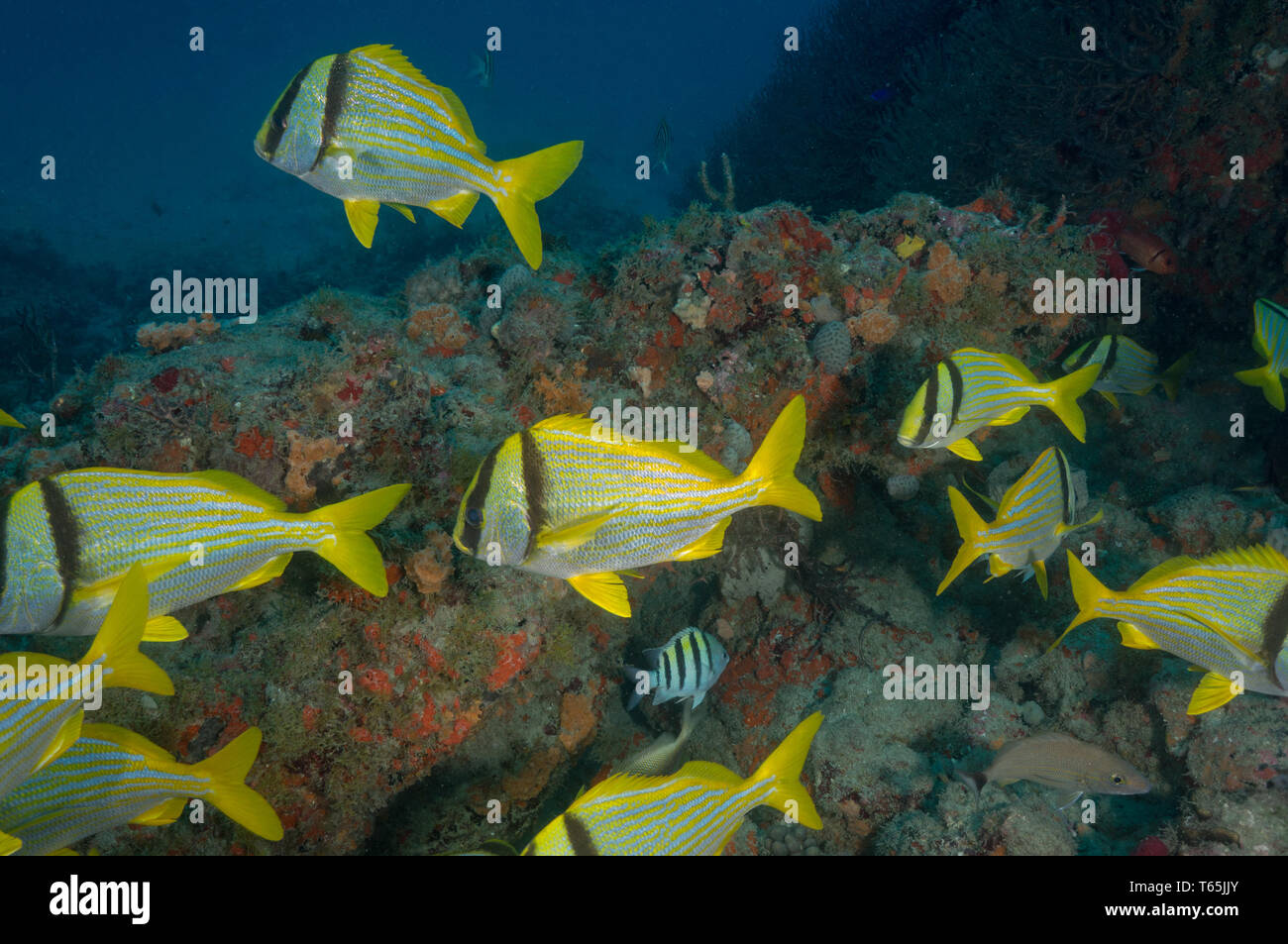 Porkfish hi-res stock photography and images - Alamy