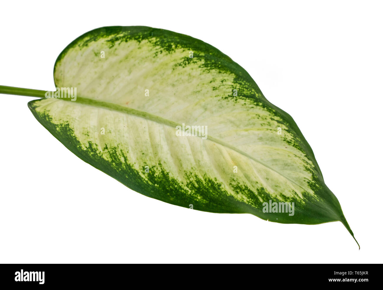 Portrait of tropical leaves of Dieffenbachia Tissue Stock Photo - Alamy