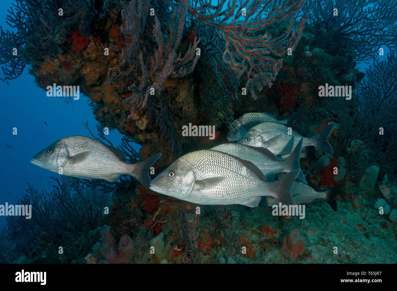 Margate Fish High Resolution Stock Photography and Images - Alamy