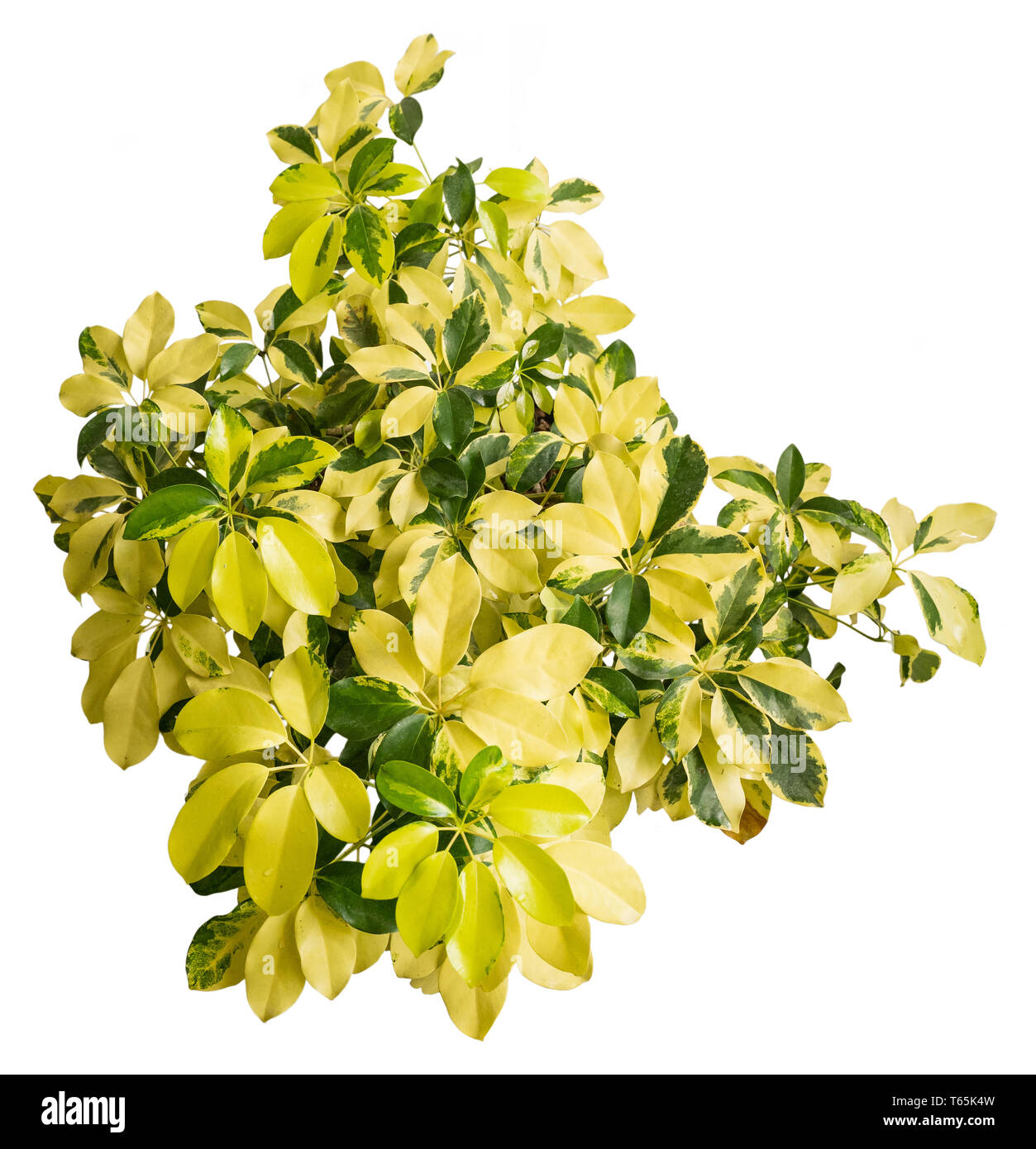 Schefflera arboricola Cut Out Stock Images & Pictures - Alamy