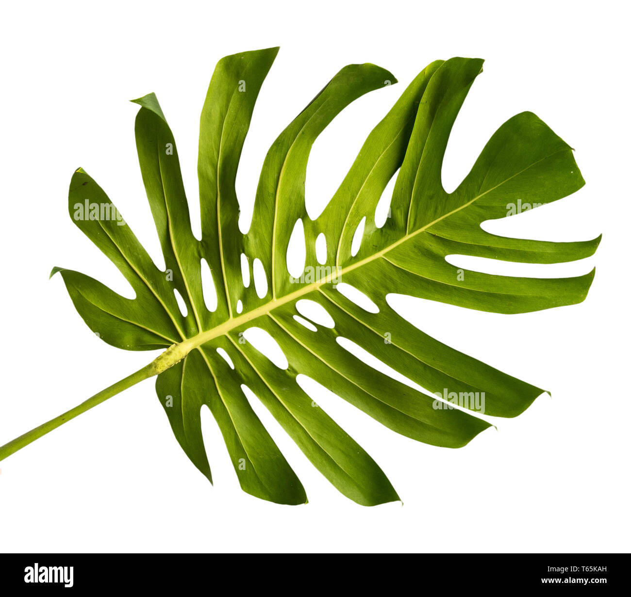Leaf stem of Monstera Stock Photo - Alamy