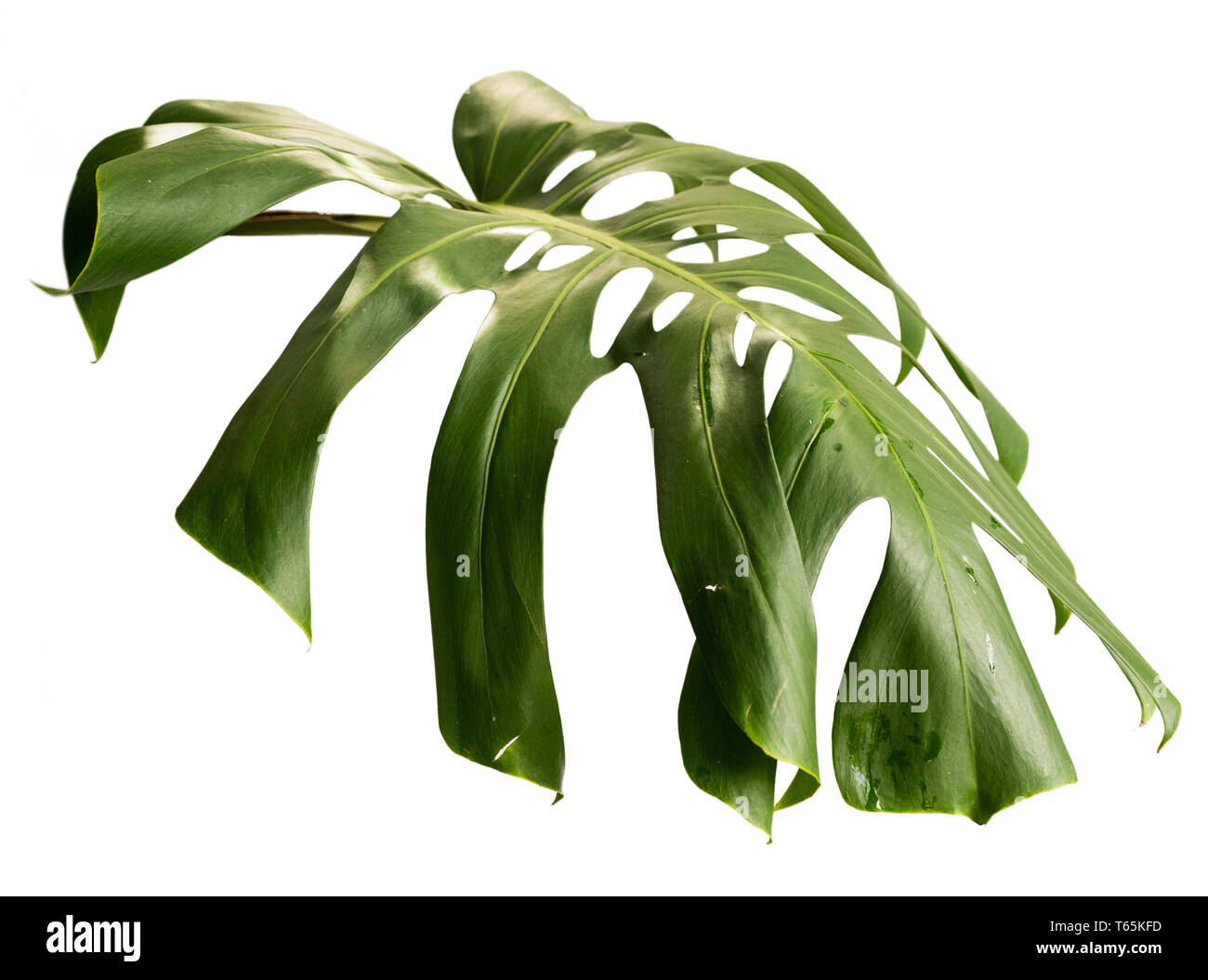 Monstera stem Cut Out Stock Images & Pictures - Alamy