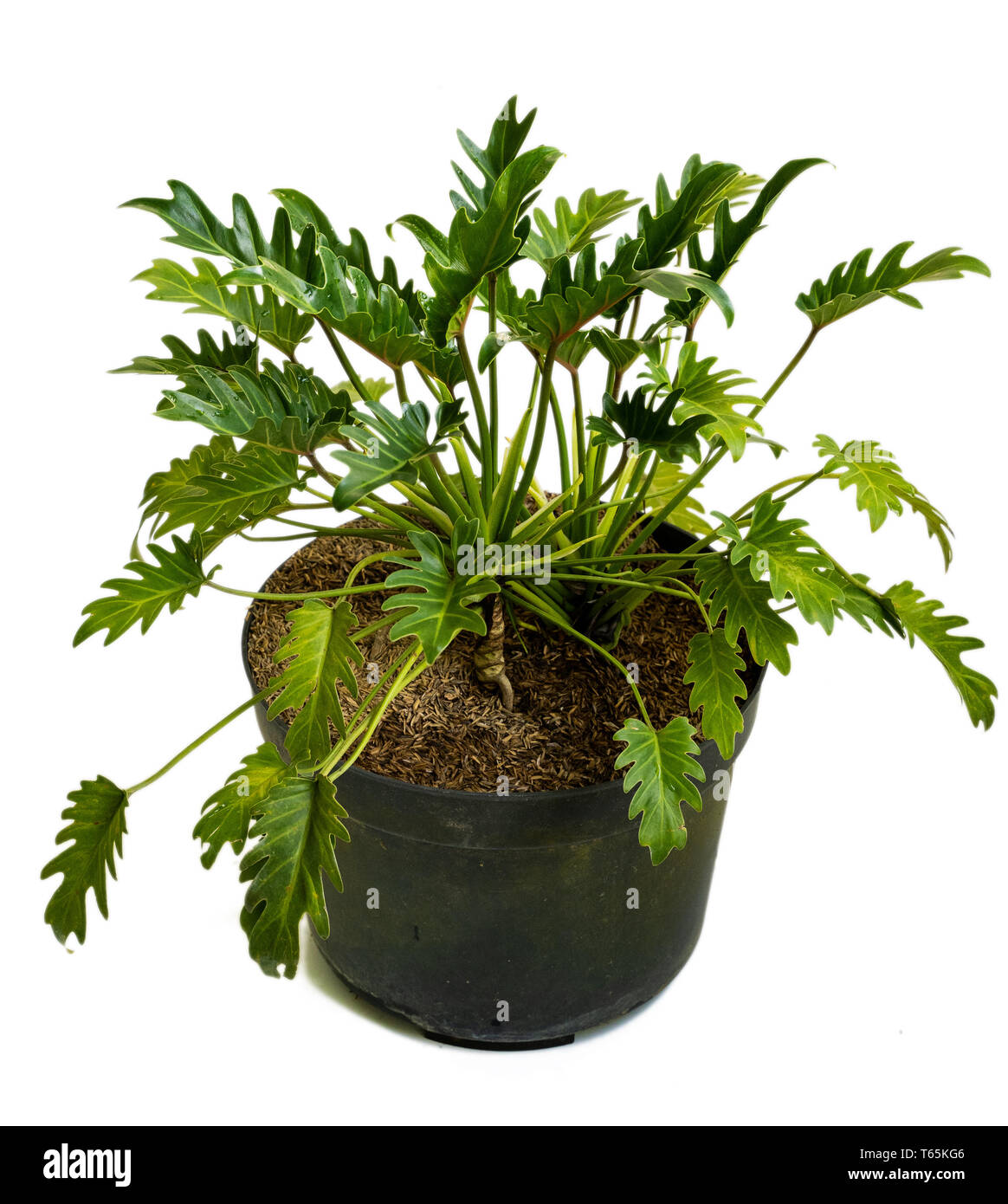 Green of beautiful potted Philodendron Xanadu plants Stock Photo - Alamy
