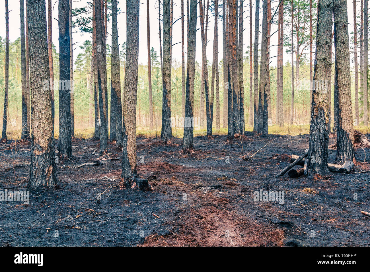 Forest after wildfire in spring,disaster background Stock Photo - Alamy