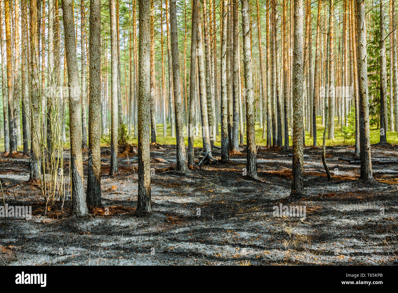 Forest after wildfire in spring,disaster background Stock Photo - Alamy