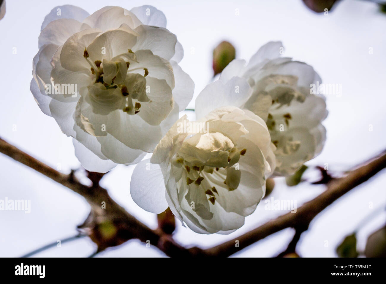 Prunus avium plena blossom hi-res stock photography and images - Alamy