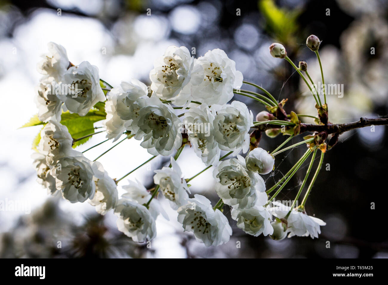 photo of wild cherry (Prunus avium 'Plena' Stock Photo - Alamy