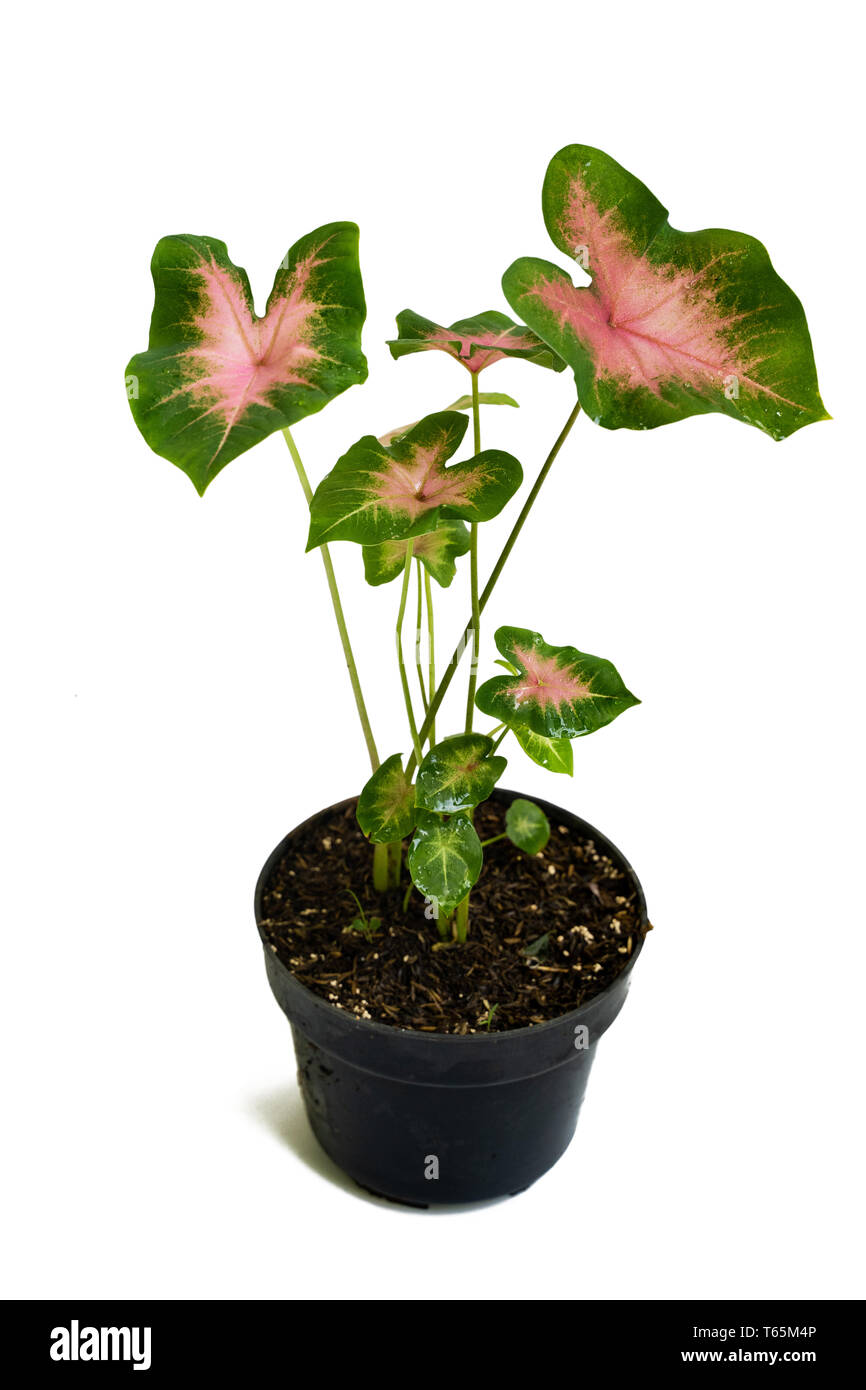Green pink of beautiful potted Caladiums plants Stock Photo - Alamy