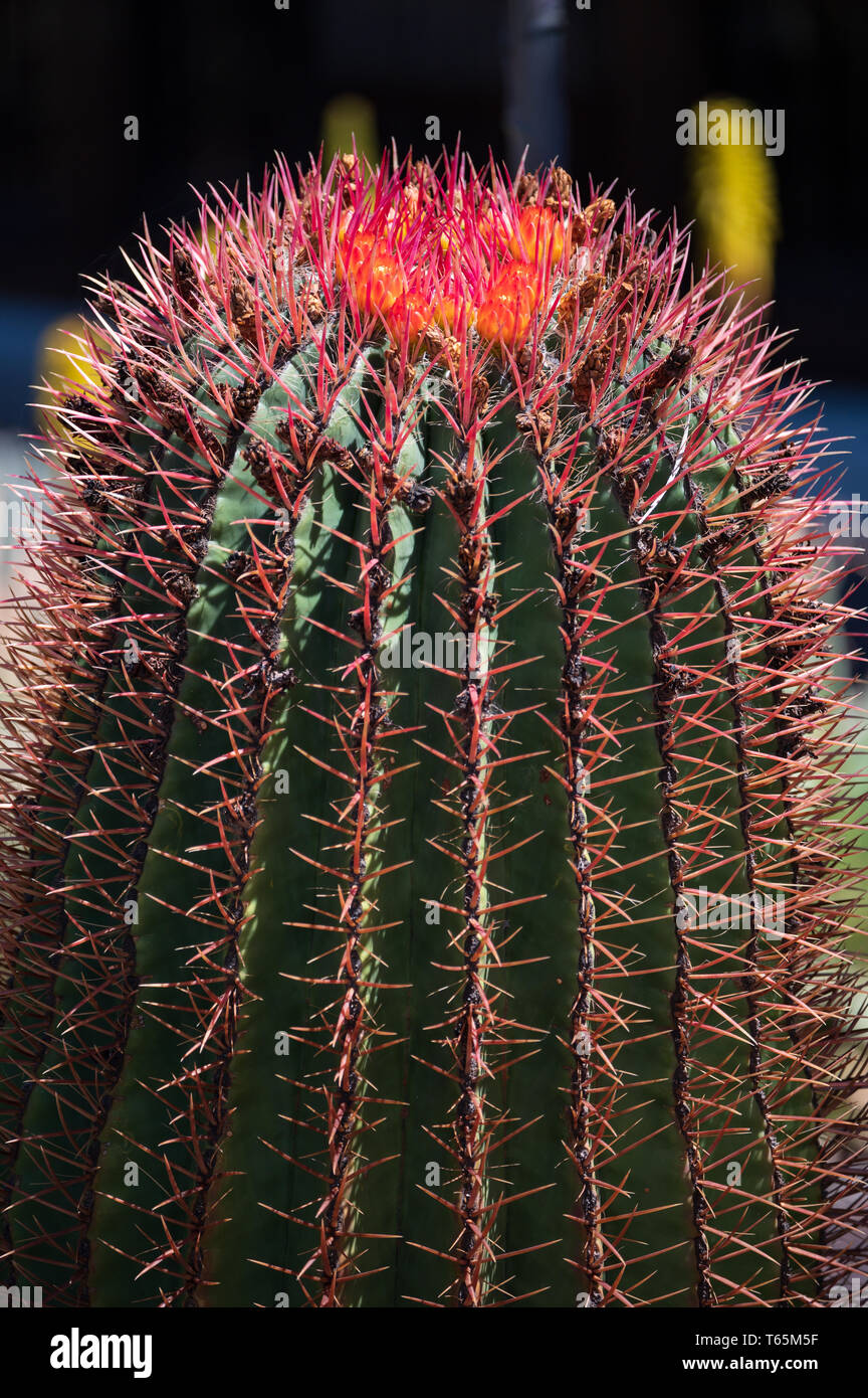 Ferocactus Pilosus Cactus Stock Photos & Ferocactus Pilosus Cactus ...