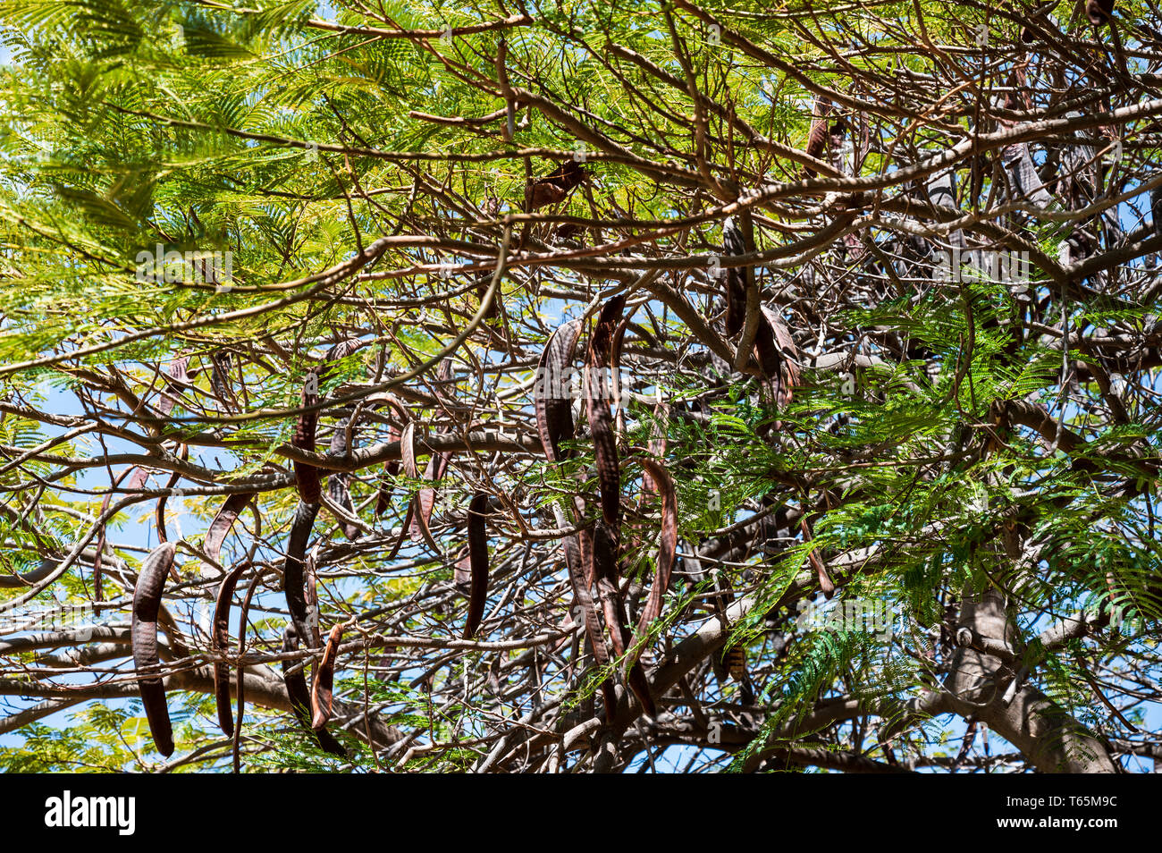 Delonix Plant High Resolution Stock Photography and Images - Alamy