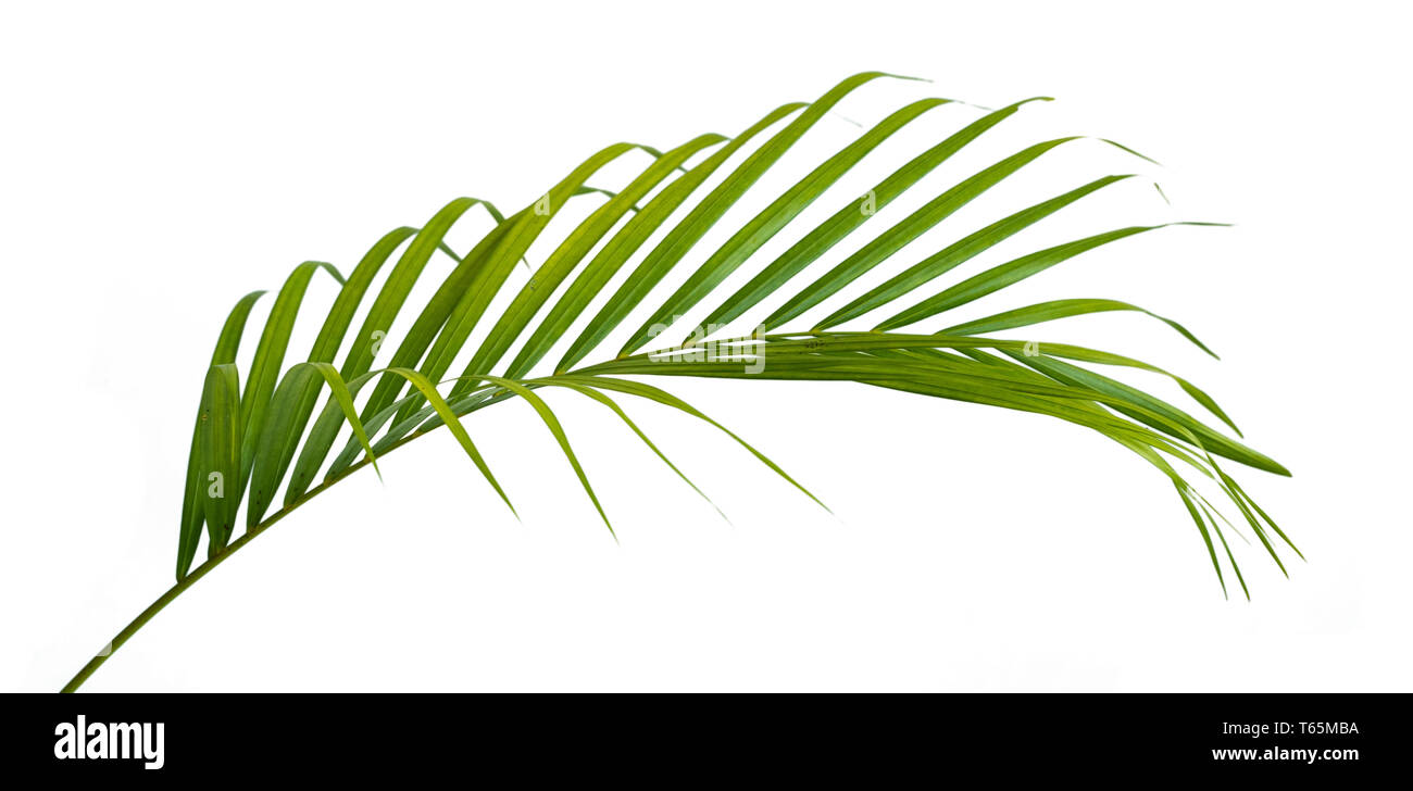 View side of leaf stem of Palm Stock Photo - Alamy