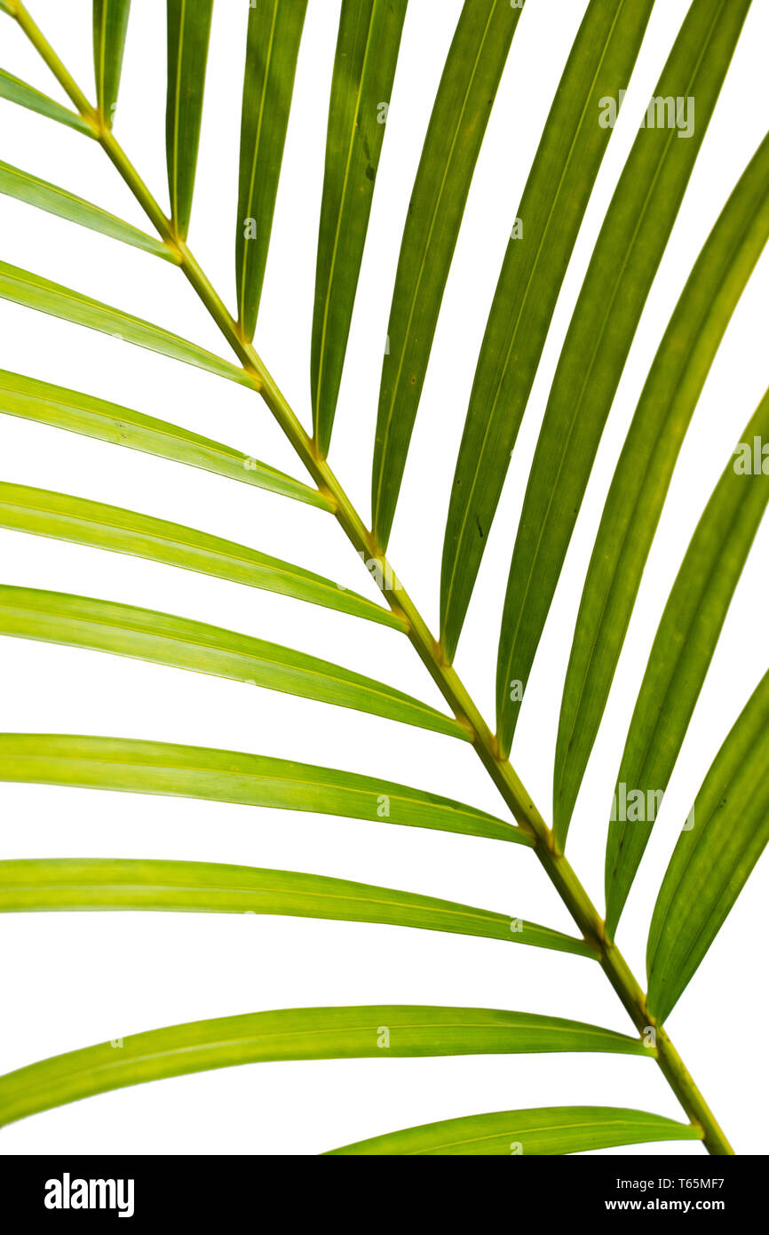 Close up of leaf stem of Palm Stock Photo - Alamy