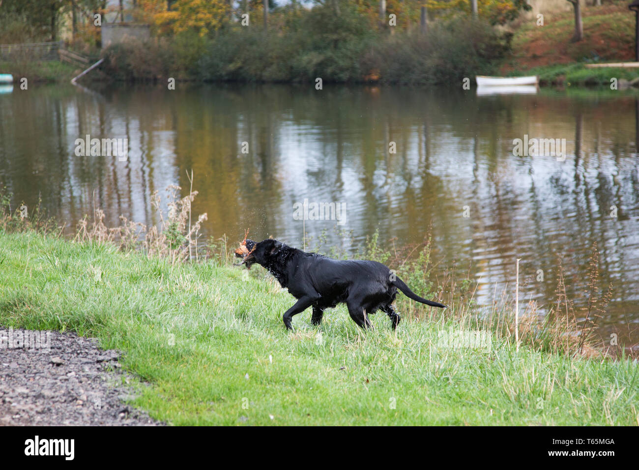 Black lab pheasant hi-res stock photography and images - Alamy