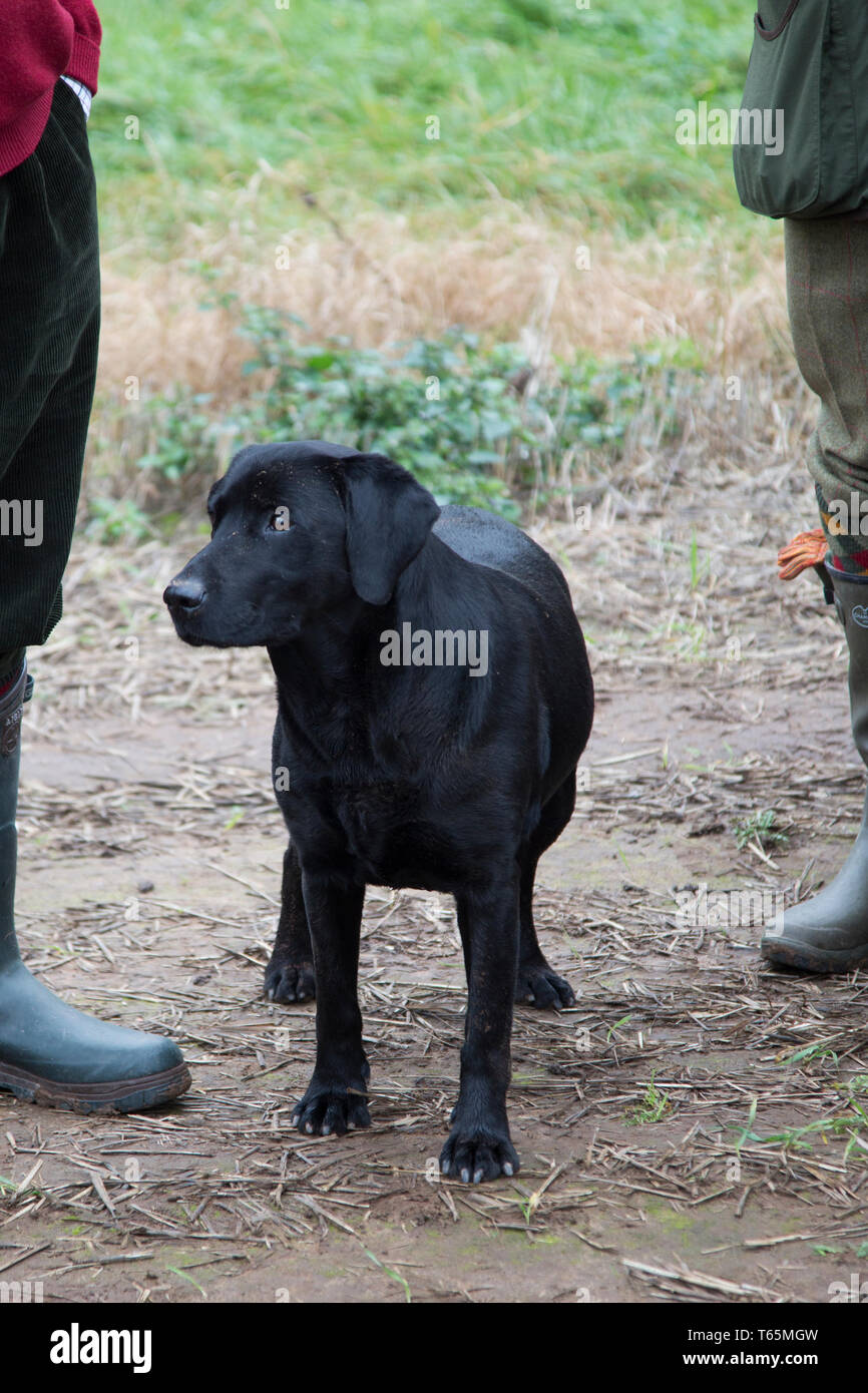 Black Labrador outside at a pheasant shoot in a field on a dull autumn ...
