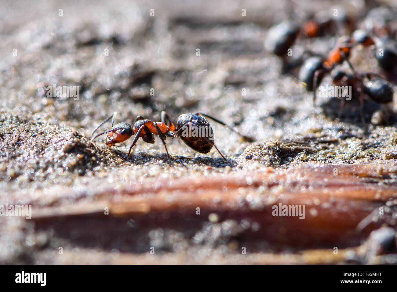 Red ant close up on sand and tree root Stock Photo - Alamy