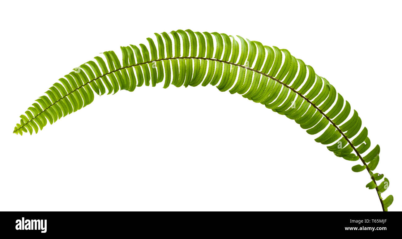 Leaf stem of Nephrolepis Exaltata Stock Photo - Alamy