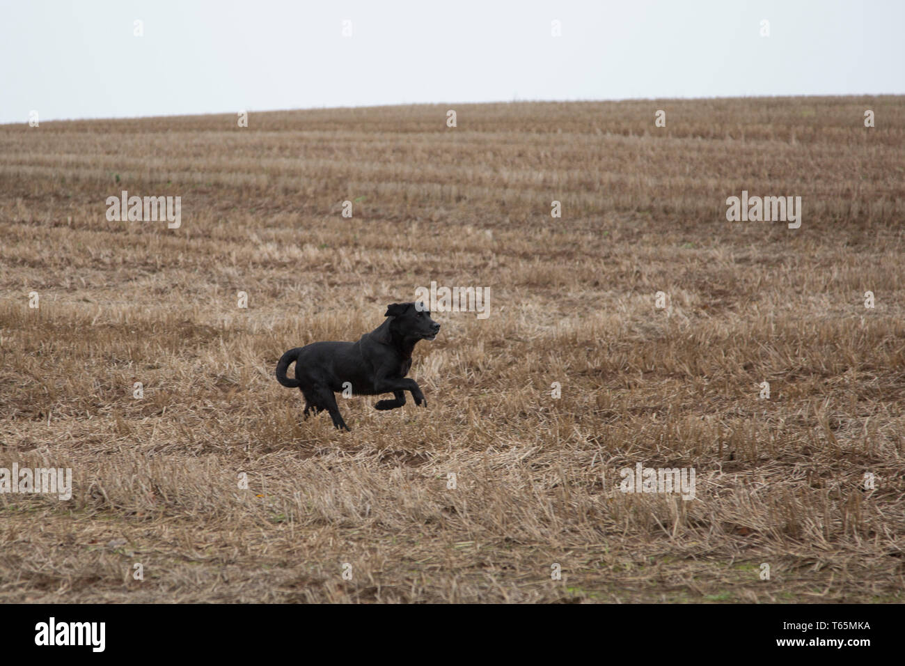 Black lab pheasant hi-res stock photography and images - Alamy