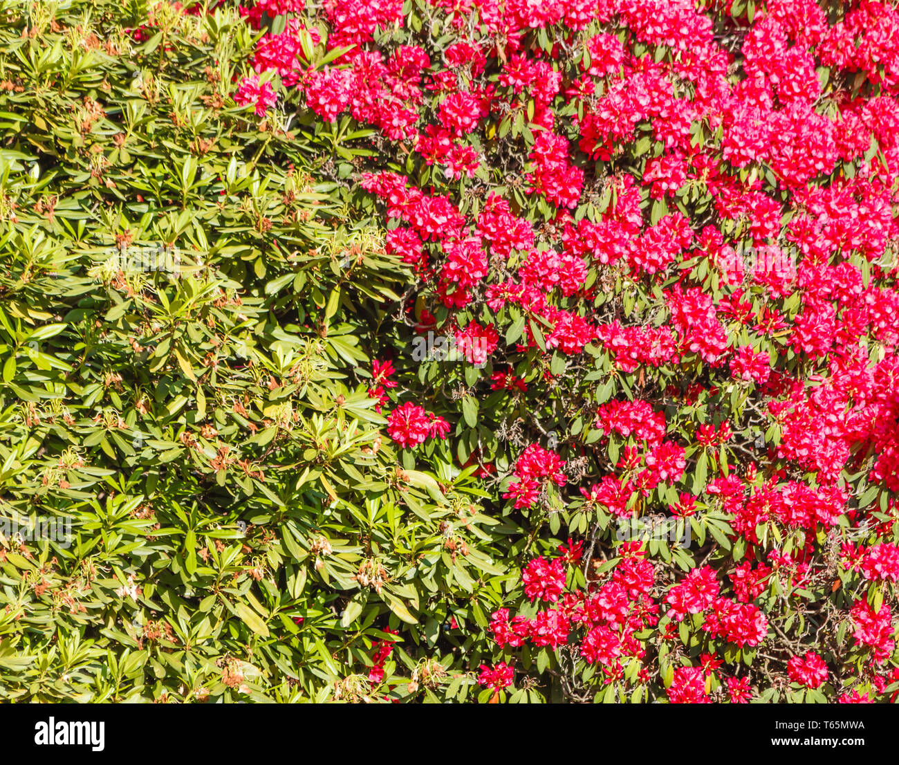 a hedge of red rhododendrons flowered and still to bloom Stock Photo ...