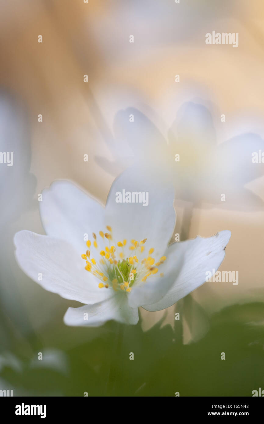 thimbleweed or windflower, Anemone nemorosa, germany Stock Photo - Alamy