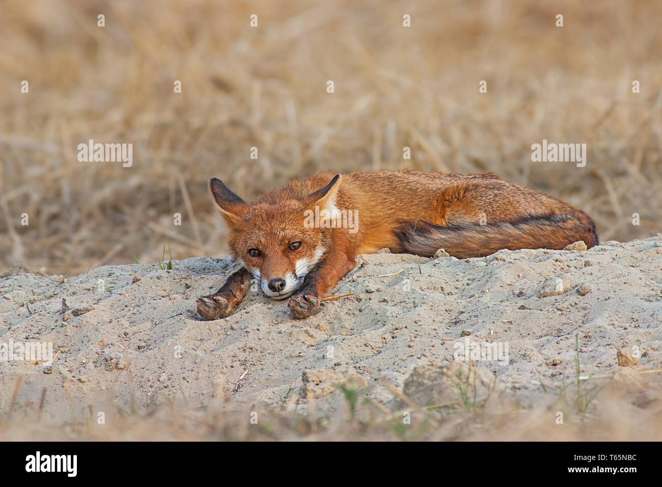 Cute fox head on hi-res stock photography and images - Alamy