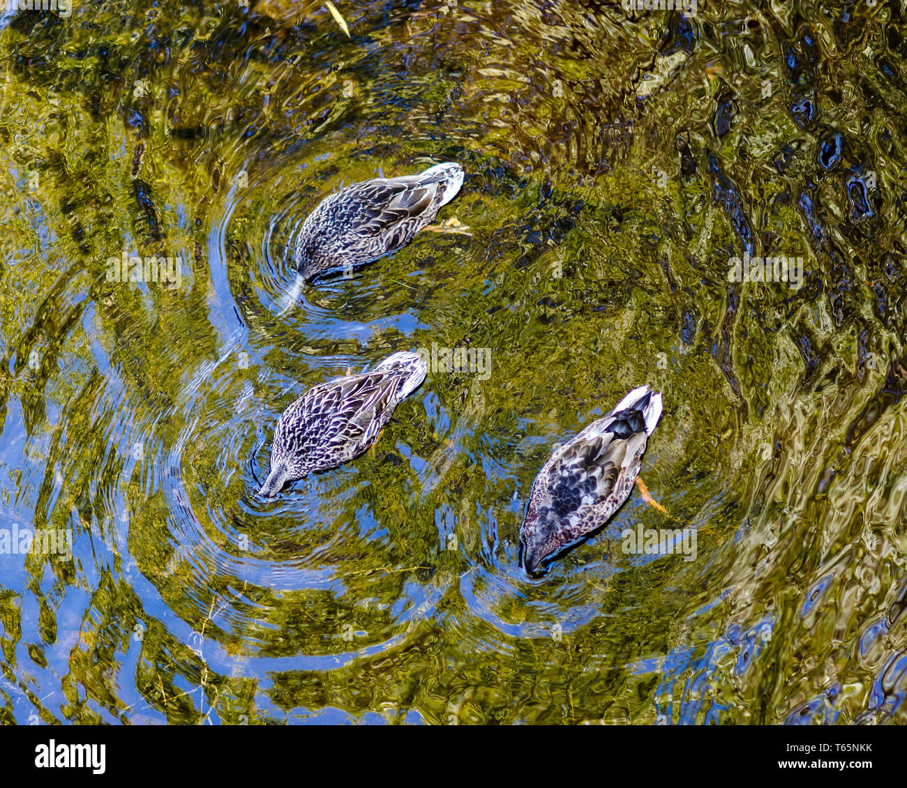 Headless ducks hi-res stock photography and images - Alamy