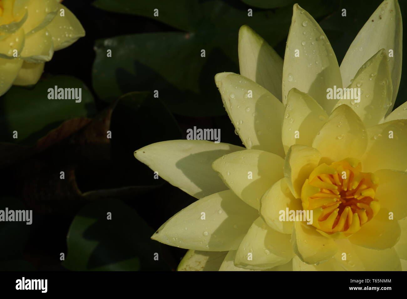 How to grow lotus flower hi-res stock photography and images - Alamy