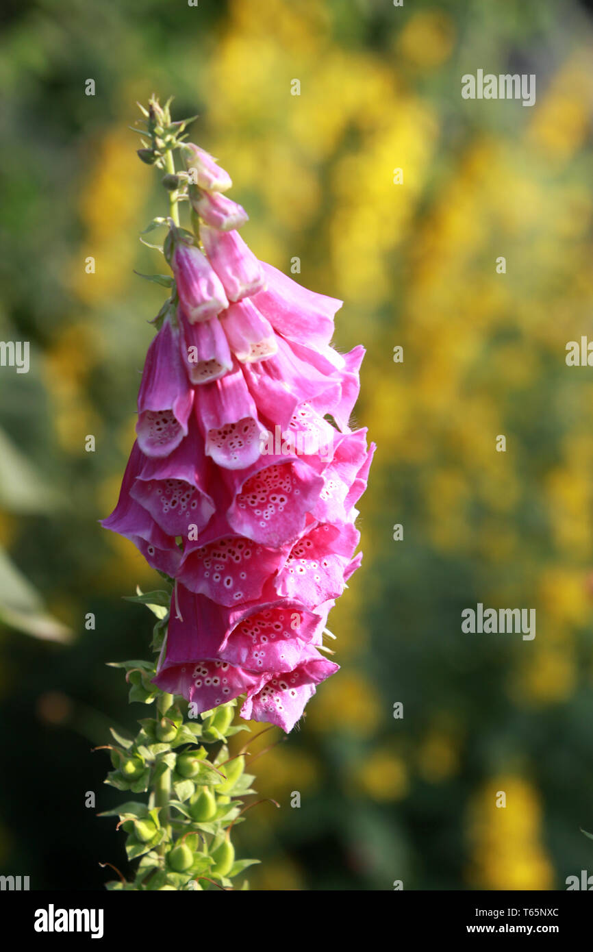Red Foxgloves, Digitalis purpurea Stock Photo - Alamy