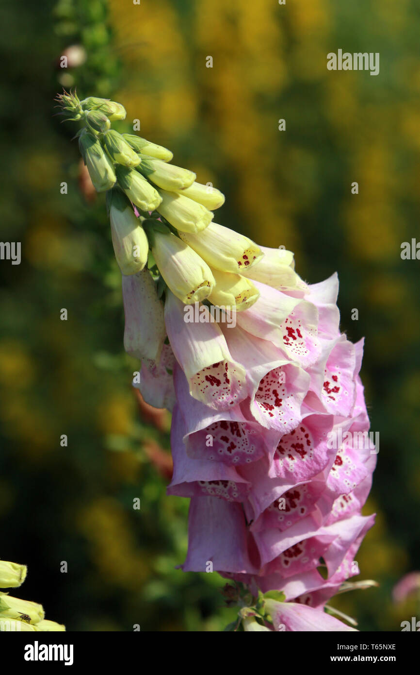 Red Foxgloves, Digitalis purpurea Stock Photo - Alamy