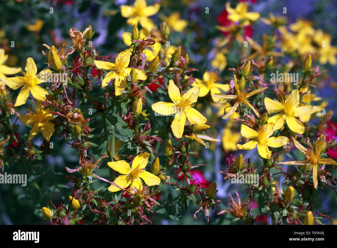 chase-devil, Klamath weed, Tipton's weed, goat weed, St. John's wort ...