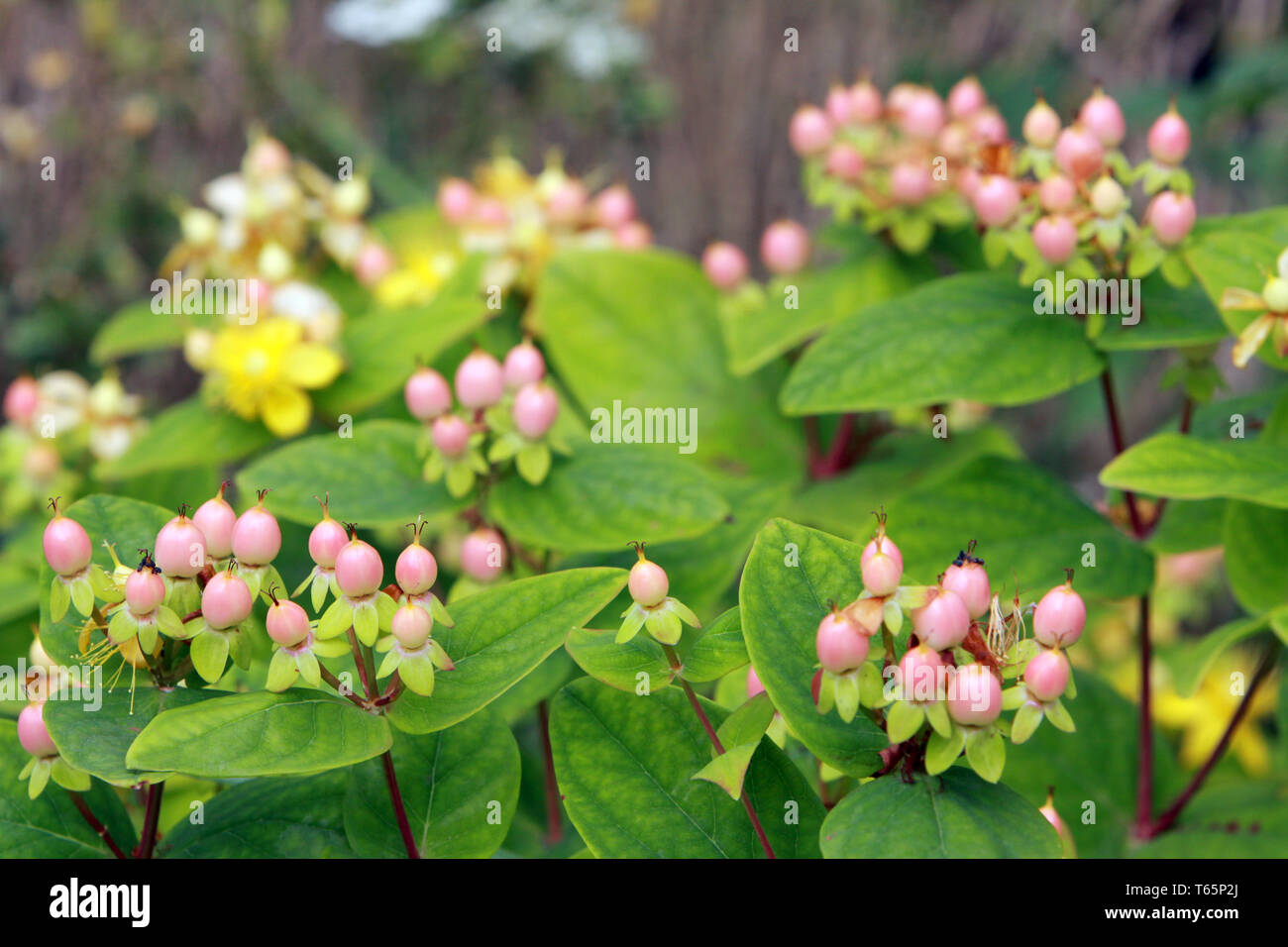 chase-devil, Klamath weed, Tipton's weed, goat weed, St. John's wort ...