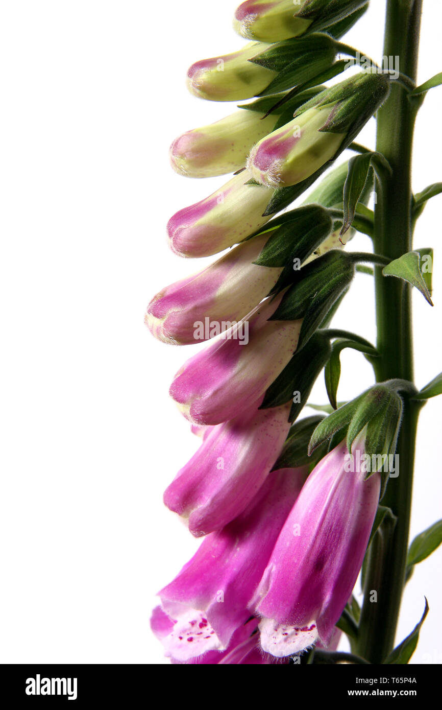 Red foxgloves hi-res stock photography and images - Alamy