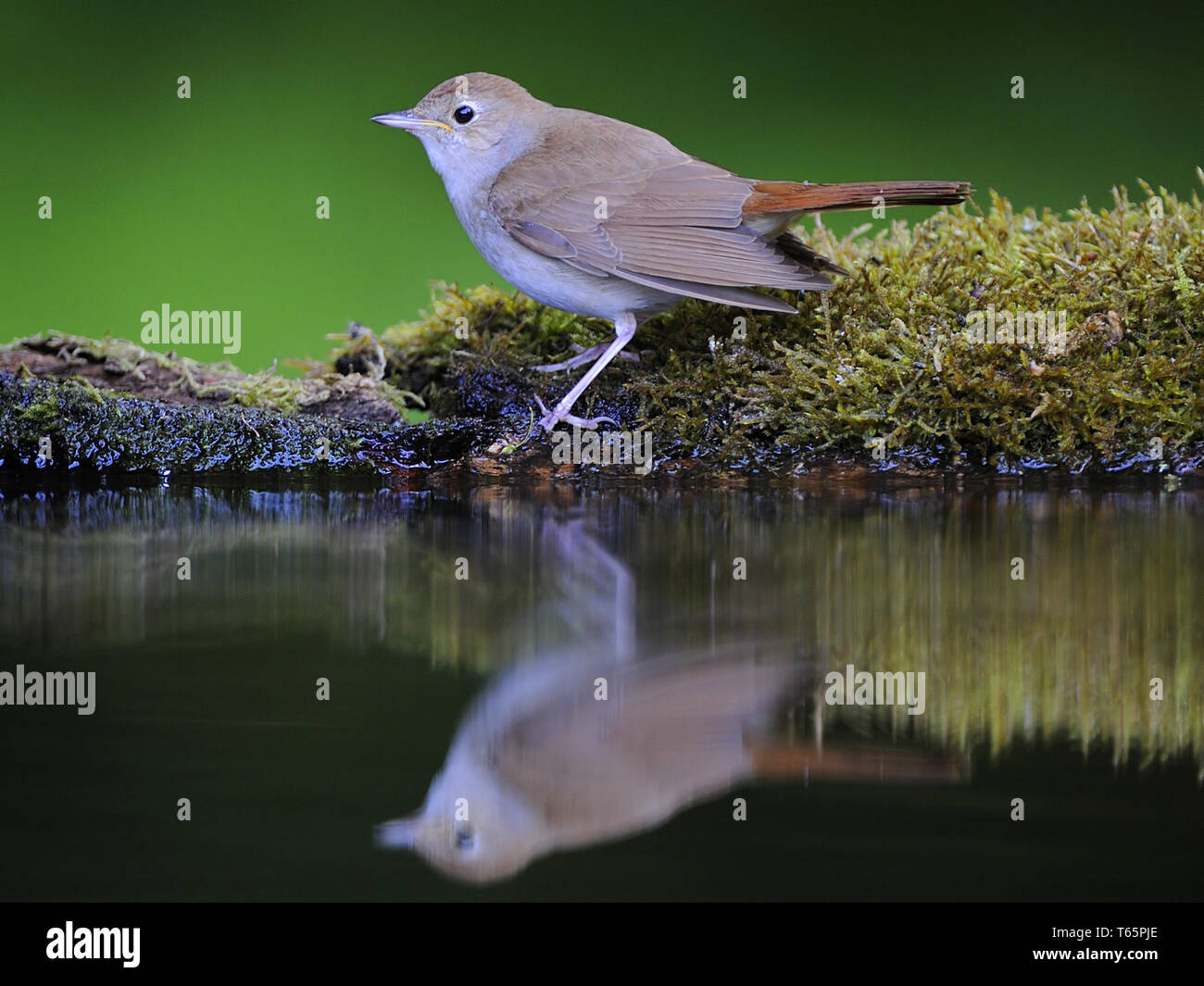 European nightingale, Luscinia megarhynchos Stock Photo - Alamy