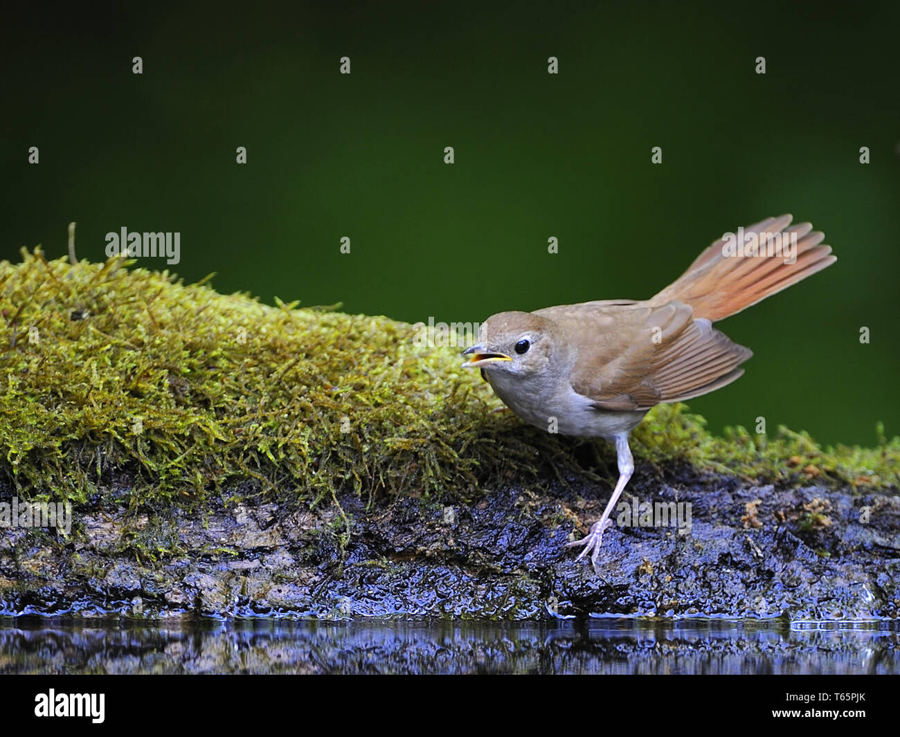 European nightingale, Luscinia megarhynchos Stock Photo - Alamy