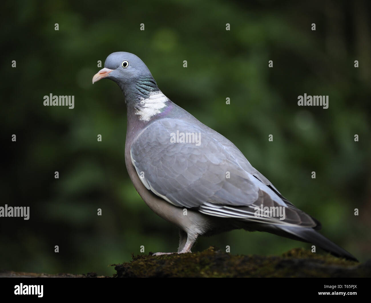 Cushat hi-res stock photography and images - Alamy