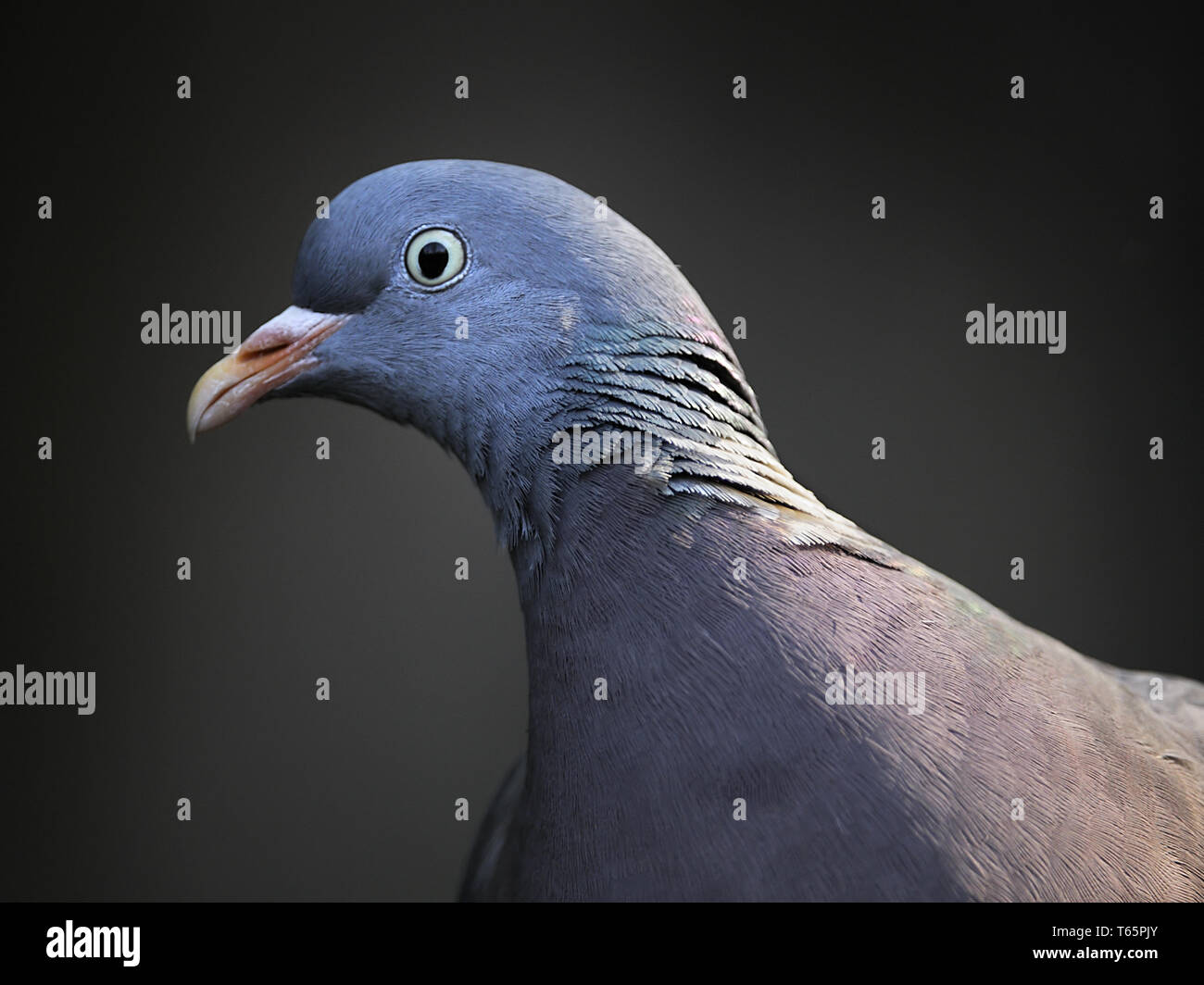 Cushat High Resolution Stock Photography and Images - Alamy