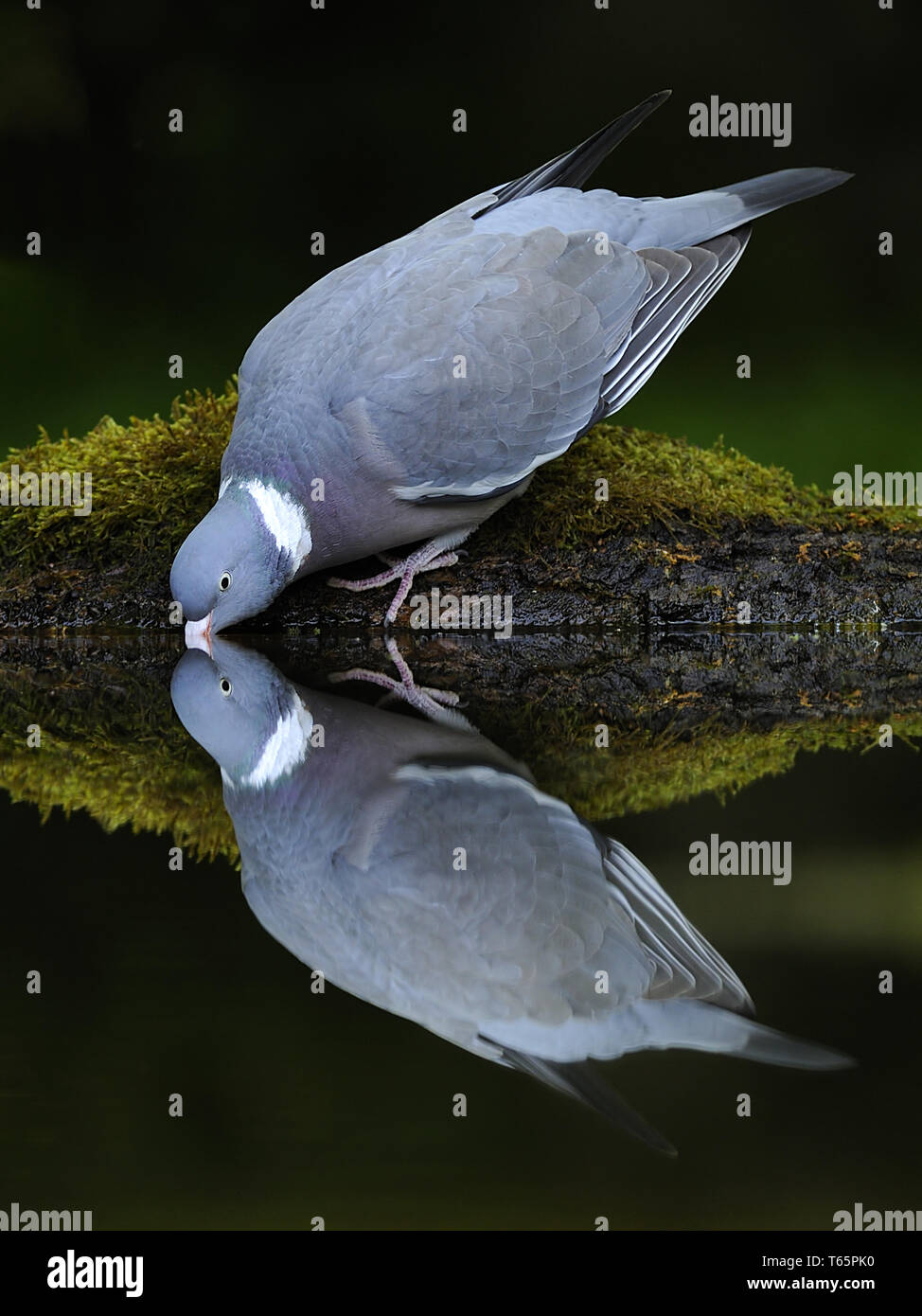 culver, cushat [Columba palumbus], wood pigeon Stock Photo - Alamy