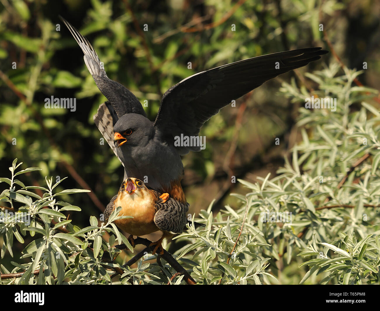 Falco vespertinus hi-res stock photography and images - Alamy