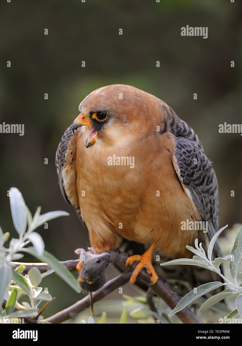 Falco vespertinus hi-res stock photography and images - Alamy