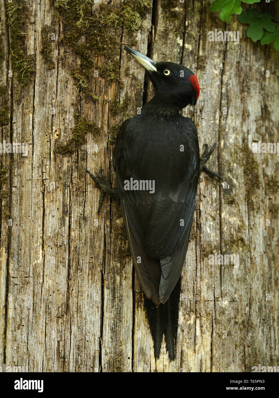 black woodpecker [Dryocopus martius] Stock Photo - Alamy