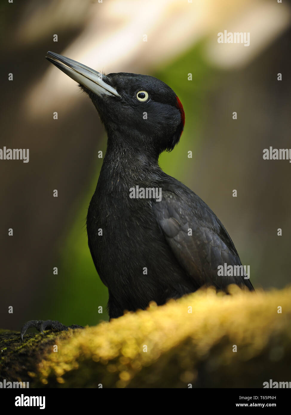 black woodpecker [Dryocopus martius] Stock Photo - Alamy