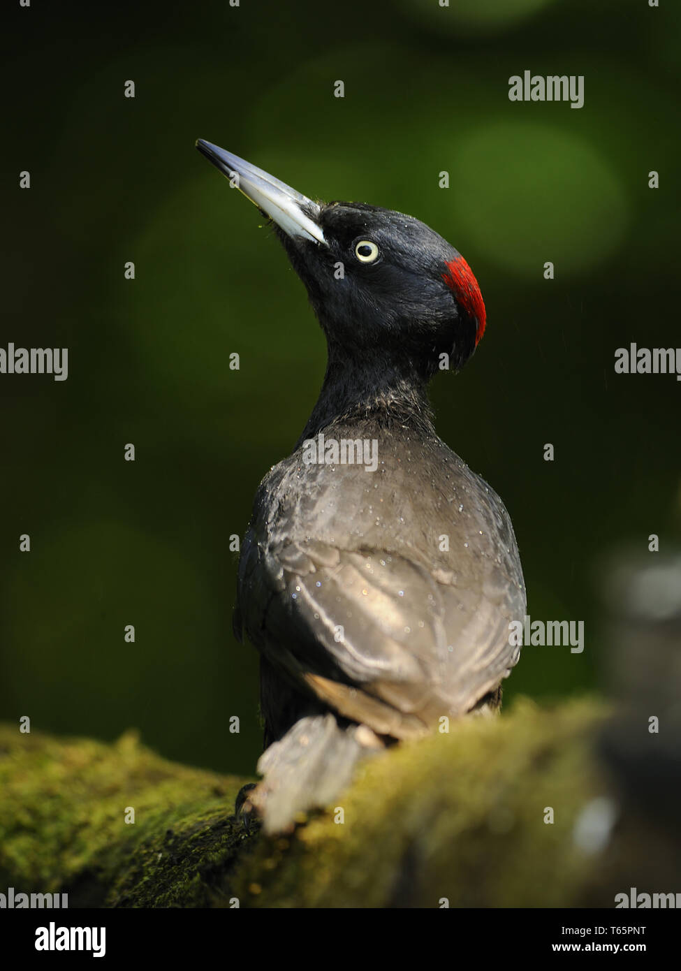 black woodpecker [Dryocopus martius] Stock Photo - Alamy
