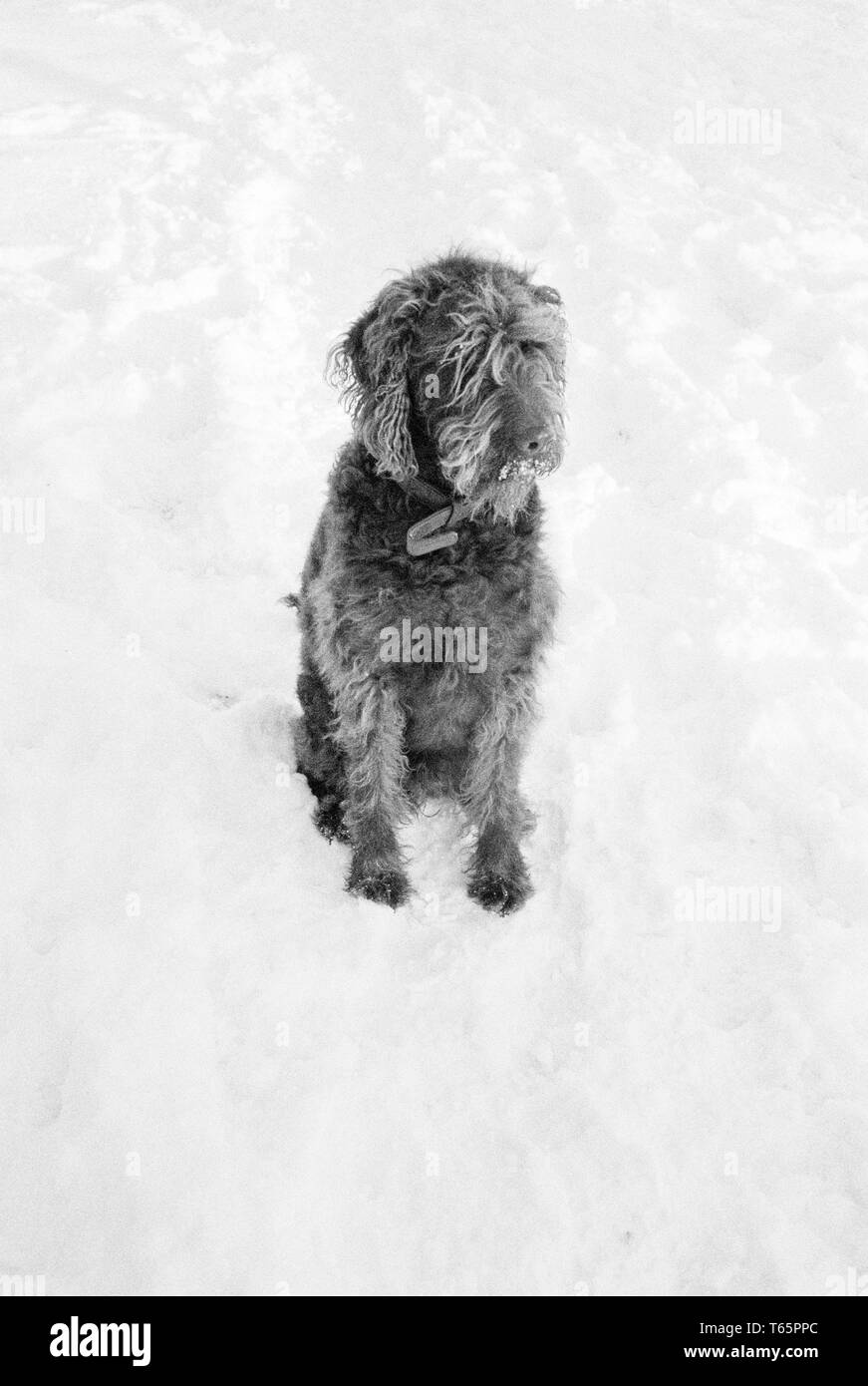 Snowprints hi-res stock photography and images - Alamy