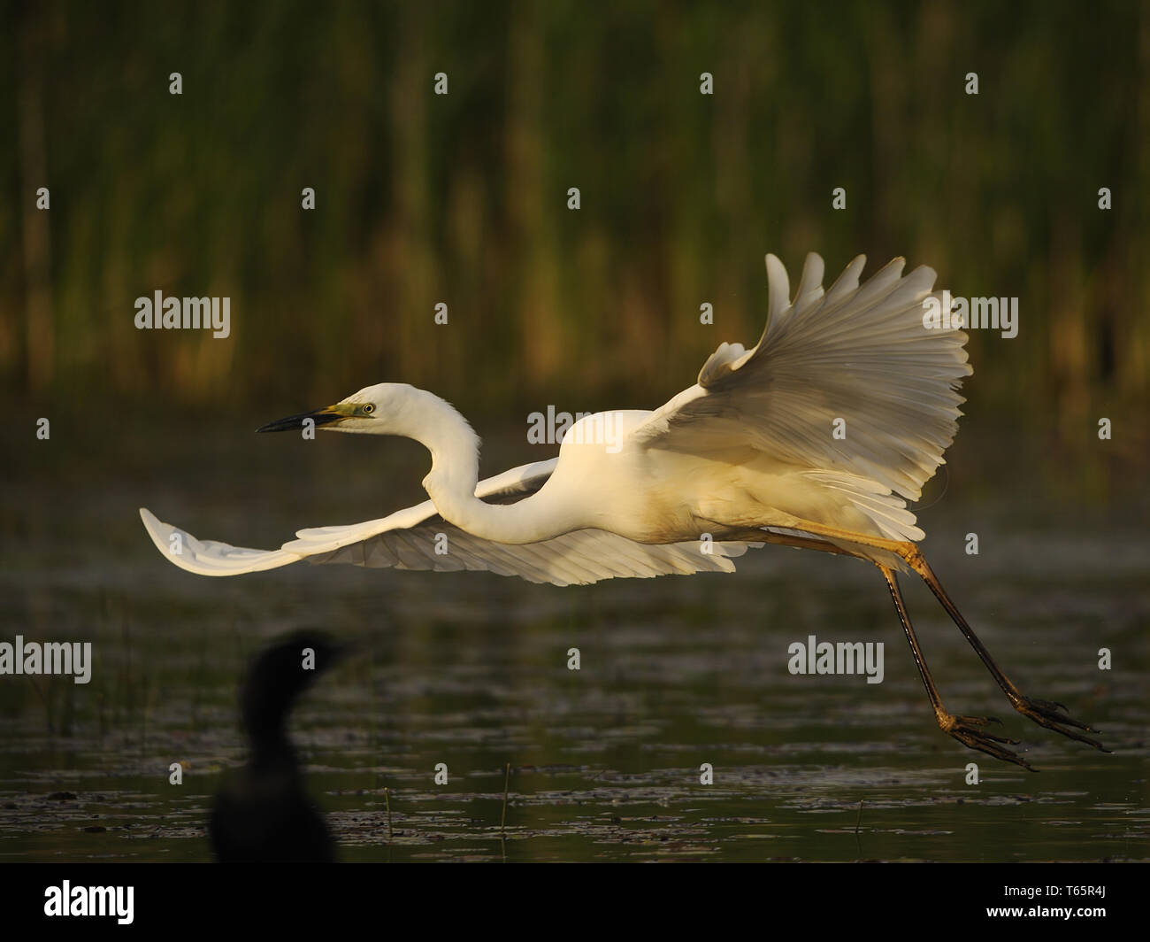 Great egret, Adrea Alba Stock Photo - Alamy