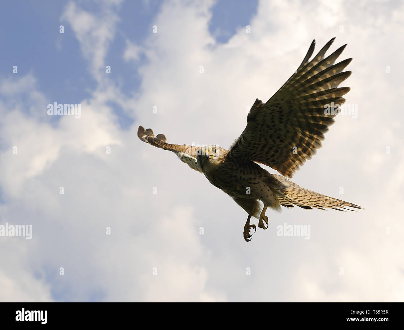 Falco ti hi-res stock photography and images - Alamy