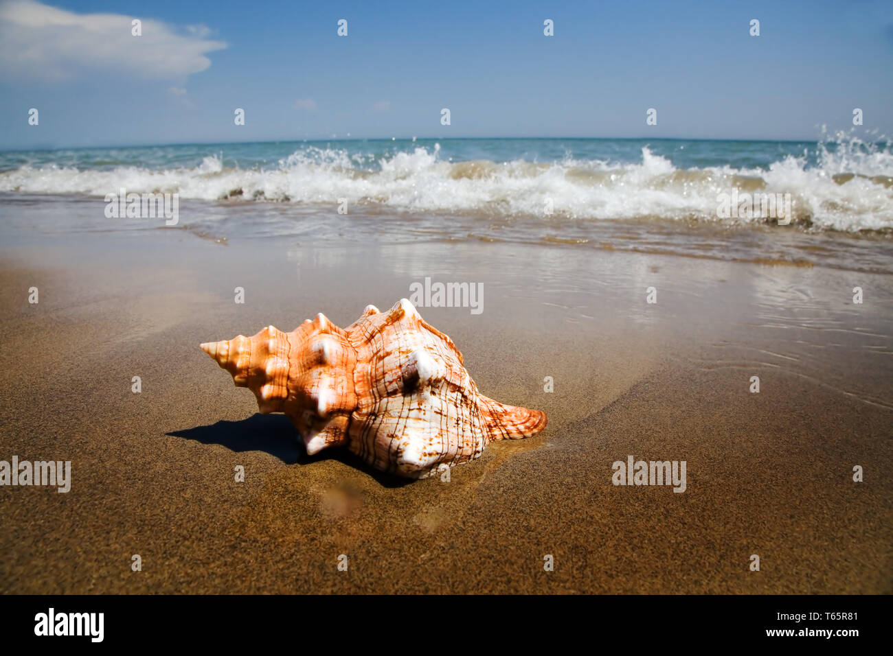 Sandy beach with Mussels Stock Photo - Alamy