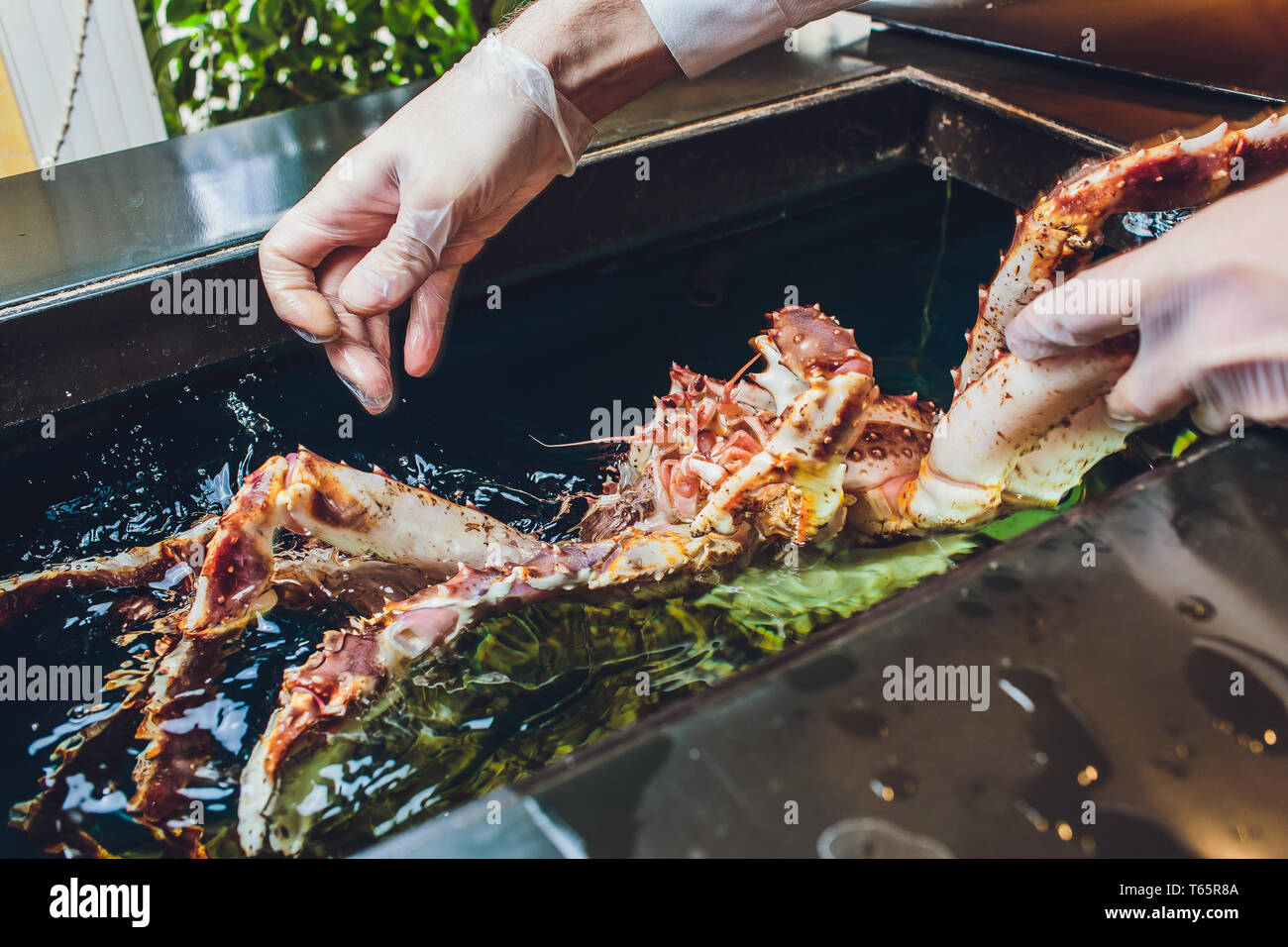 Chef cook restaurant in white uniform is holding fresh big kamchatka ...