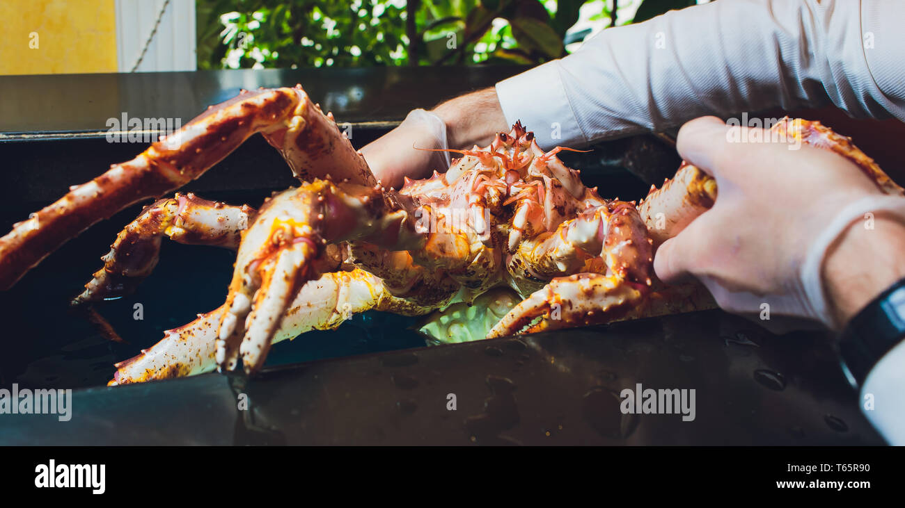 Chef cook restaurant in white uniform is holding fresh big kamchatka ...